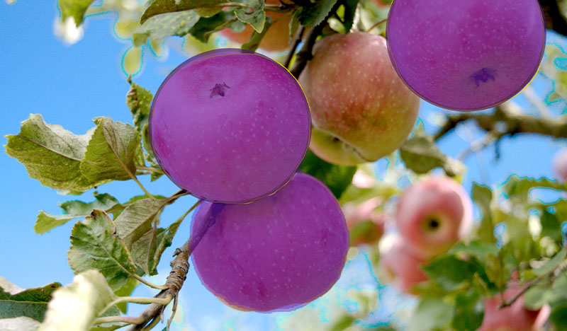 Enlabeler - Use Cases